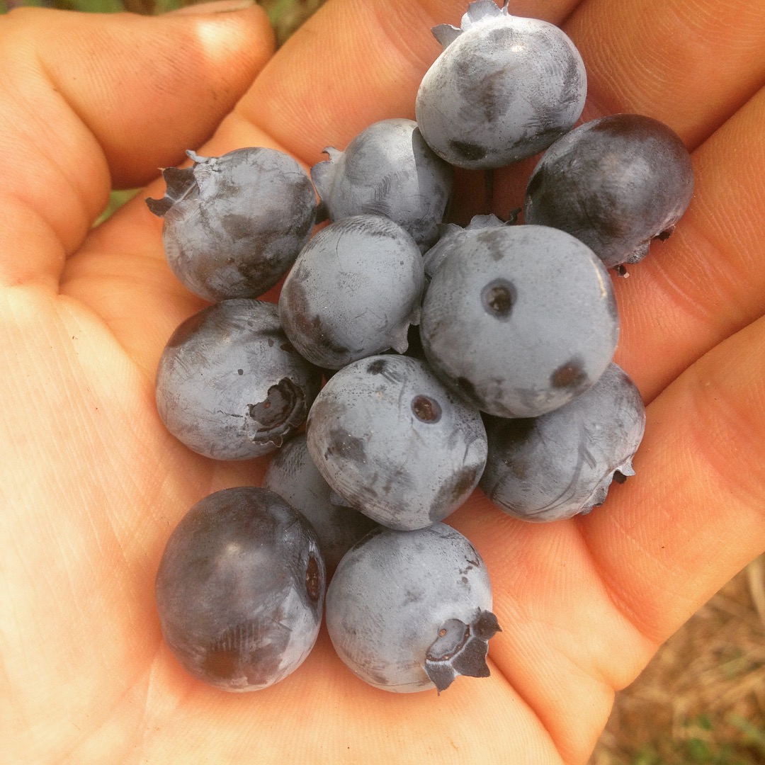 Fresh Local Blueberries! Look for them Saturday at the Priest Lake Farm ...